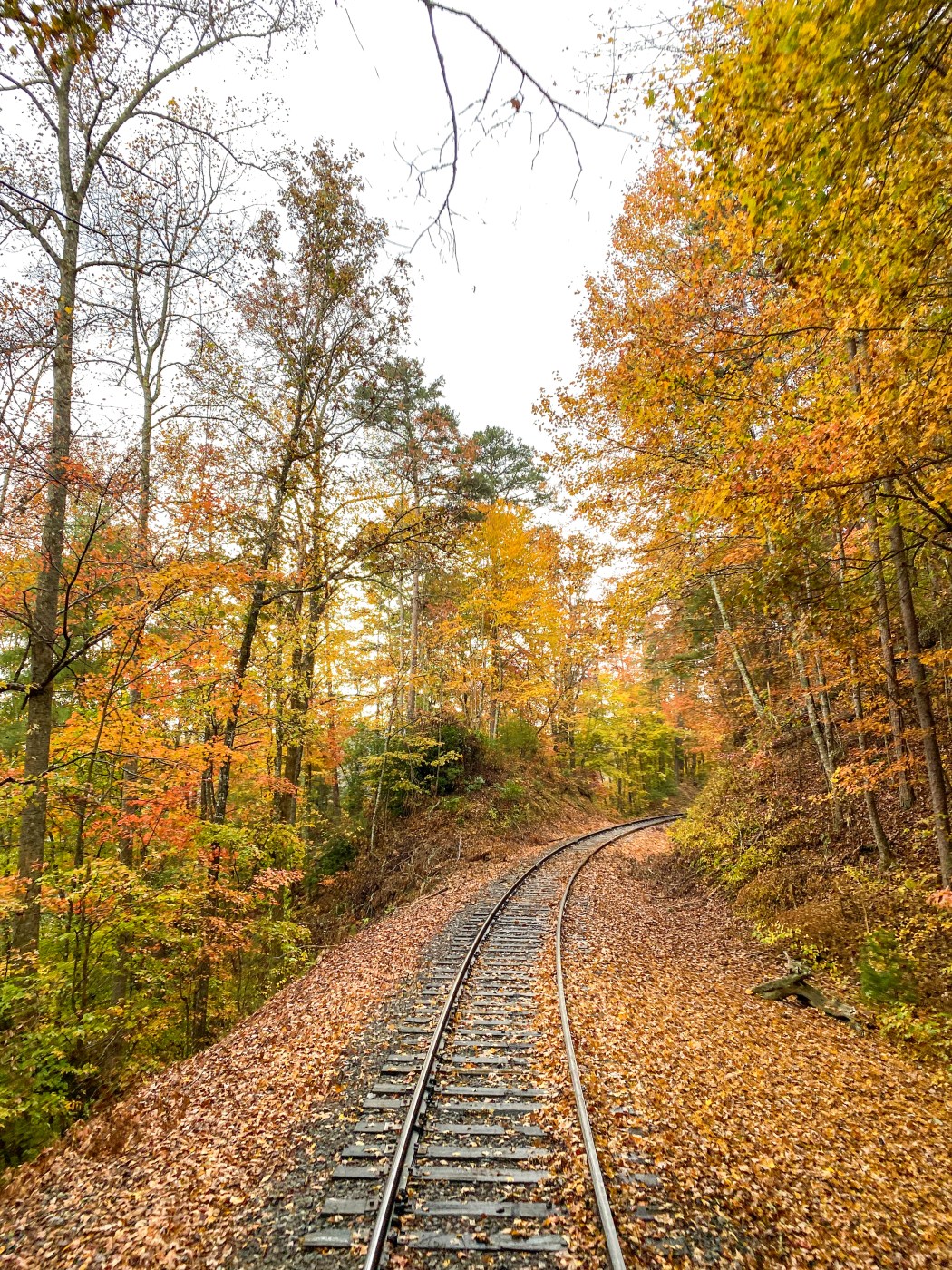 Explore the Lower Hiwassee River Gorge by Train